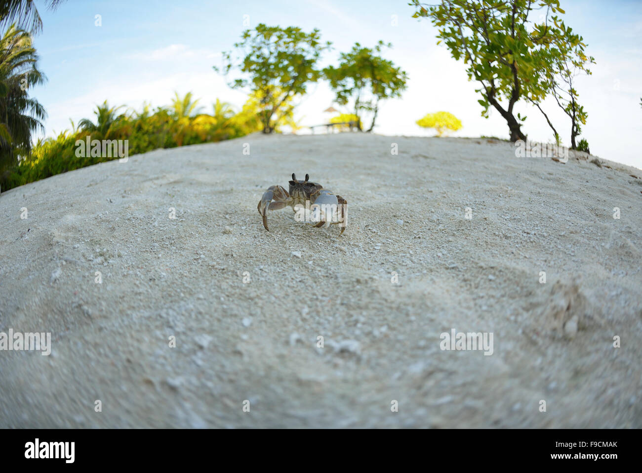 crab tropical wild animal on a white sand beach Stock Photo - Alamy