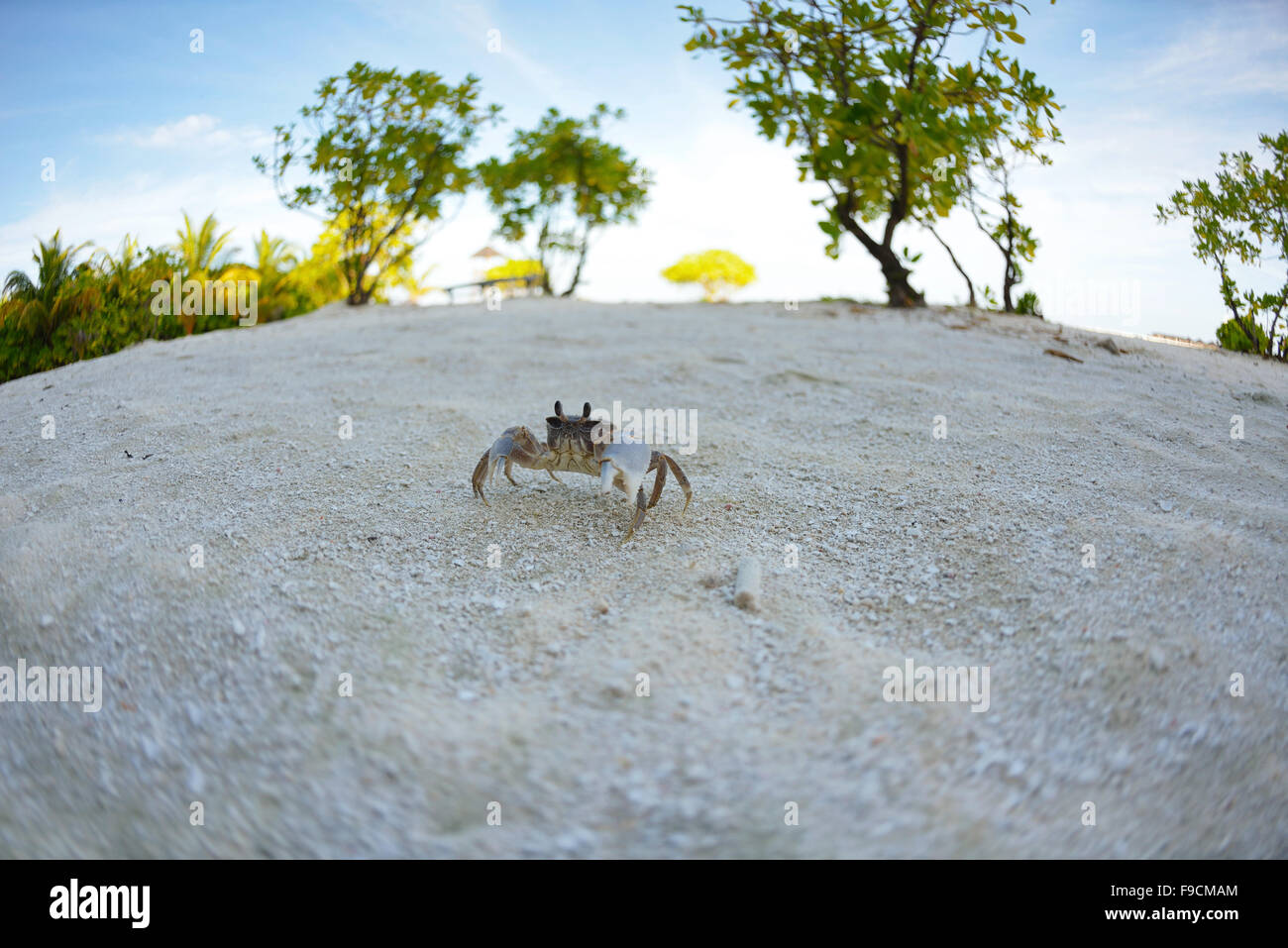crab tropical wild animal on a white sand beach Stock Photo - Alamy