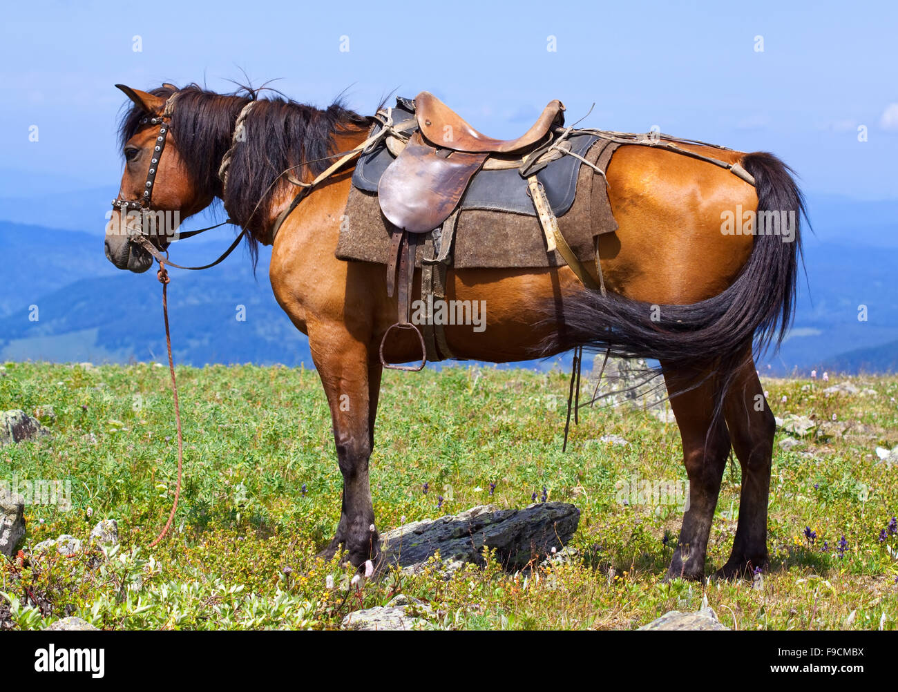 saddled horse against mountains landscape Stock Photo - Alamy
