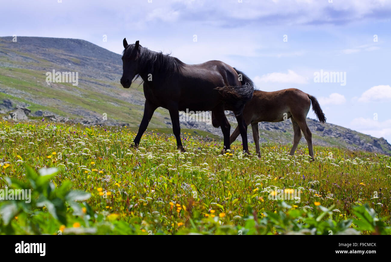 mare and stallion on mountains meadow Stock Photo - Alamy