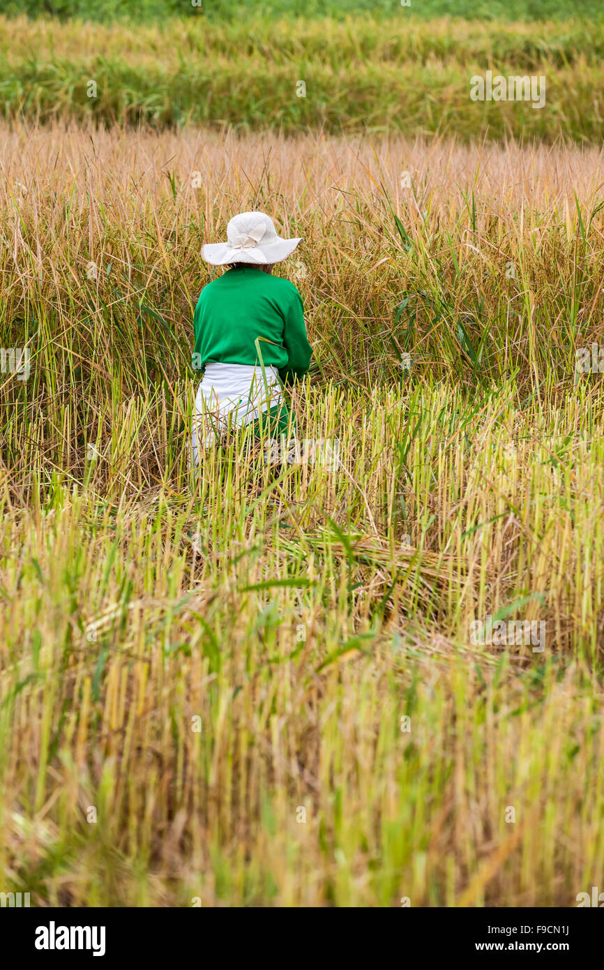 in the middel of the day an working man work on the rice field Stock ...