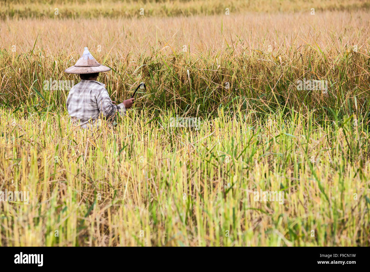 Work in the rice field hi-res stock photography and images - Alamy