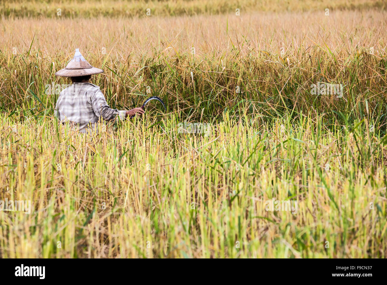 in the middel of the day an working man work on the rice field Stock ...