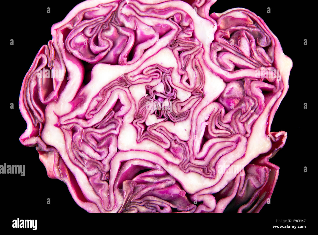 Cut red cabbage Stock Photo - Alamy