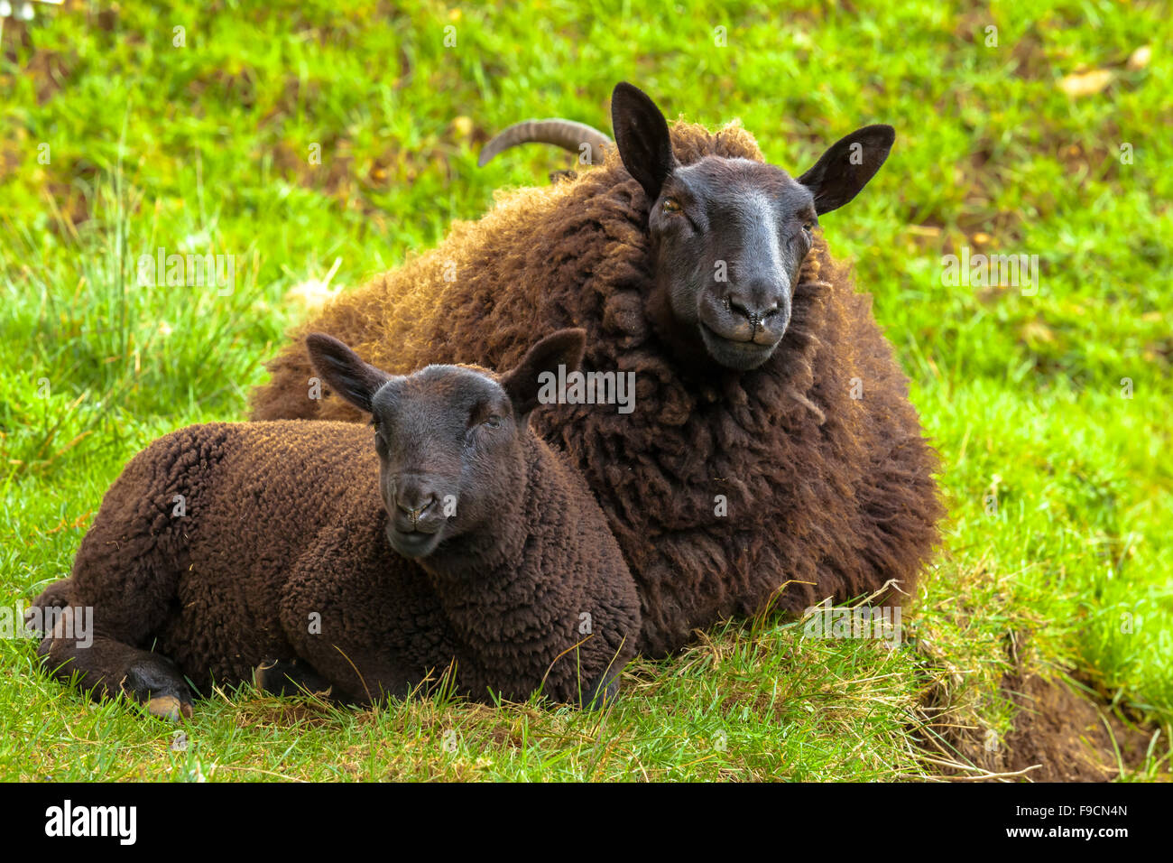 Highlander Black Sheeps Stock Photo - Alamy