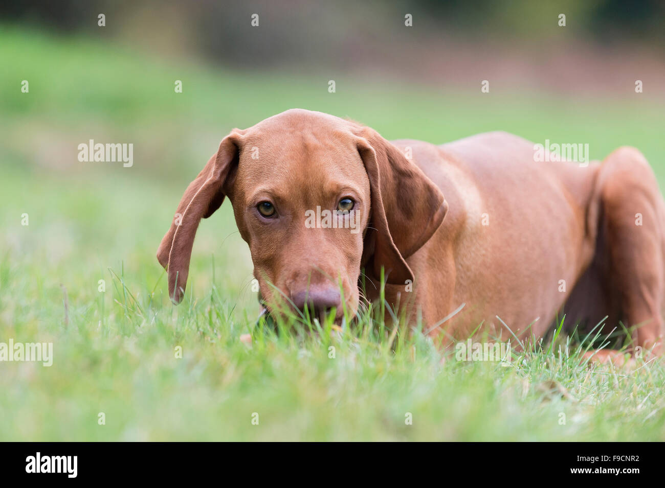 A male Hungarian Vizsla puppy in a field in Copythorne, New Forest ...