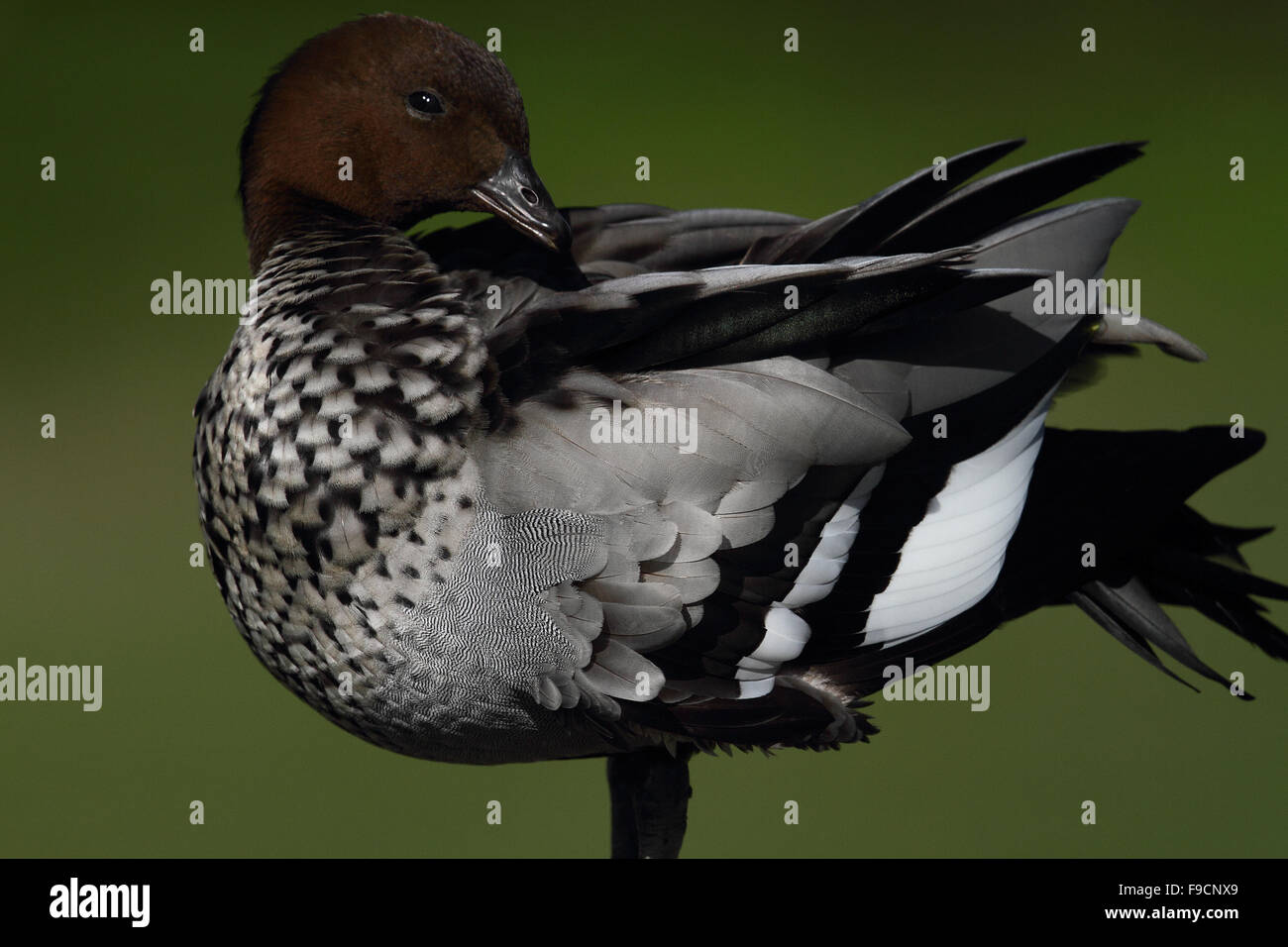 Australian Wood Duck (Maned Goose Stock Photo - Alamy