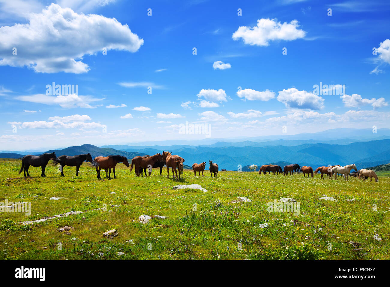 mountains landscape with herd of horses. Altai, Siberia Stock Photo - Alamy