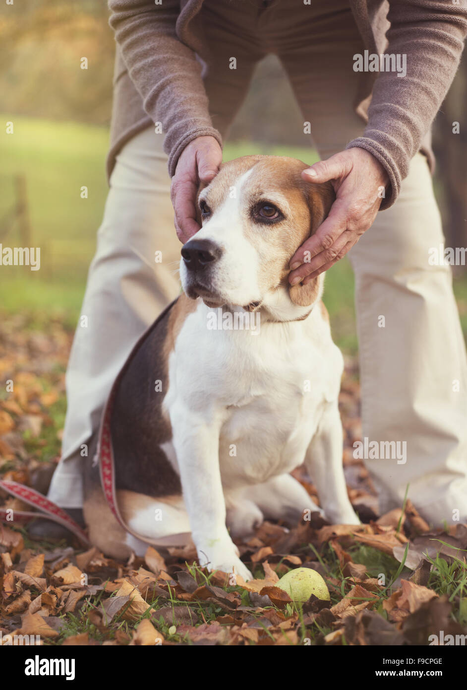 Senior woman hugs her beagle dog in countryside Stock Photo - Alamy