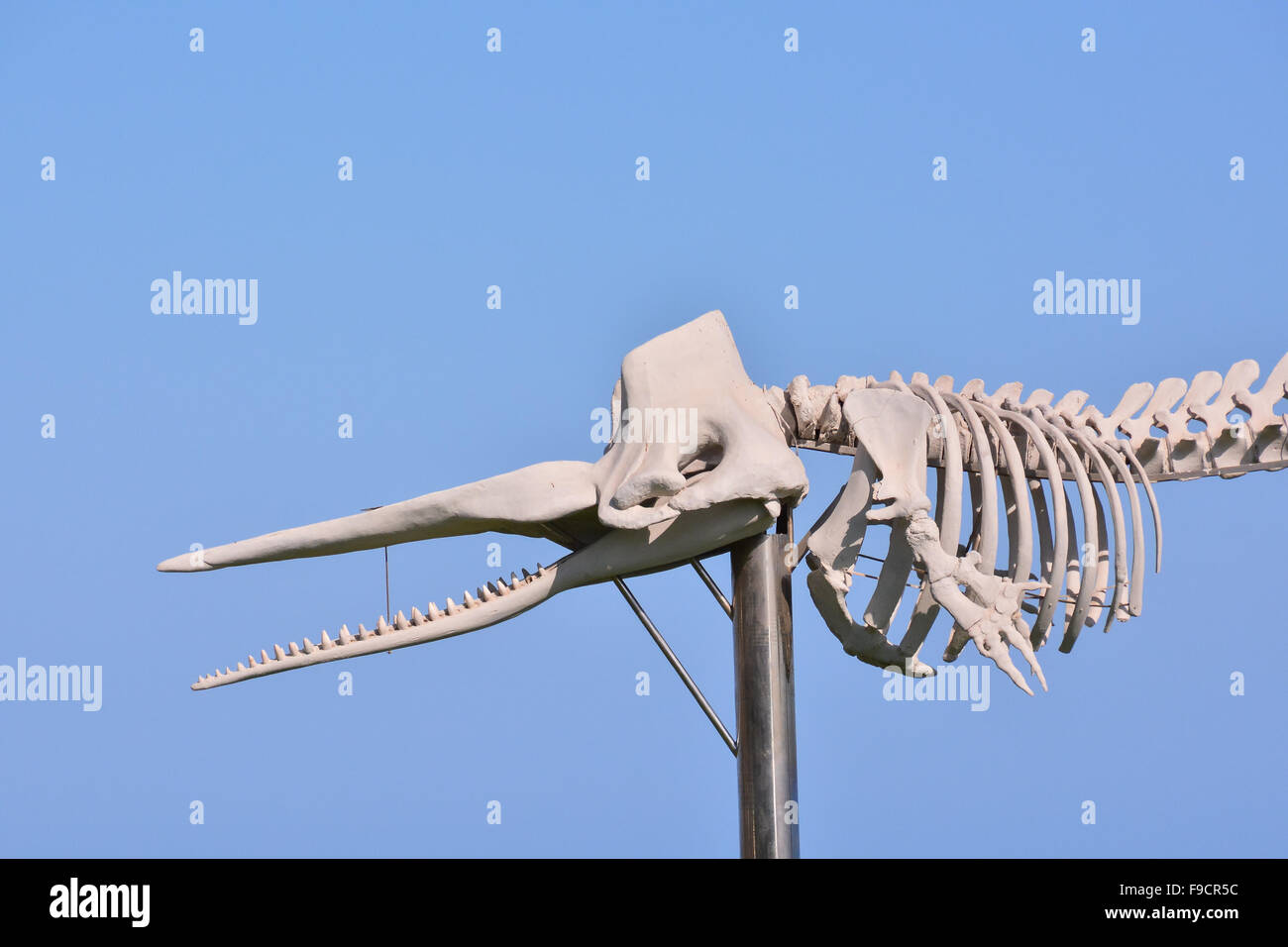 Whale Mammal Skeleton Stock Photo - Alamy
