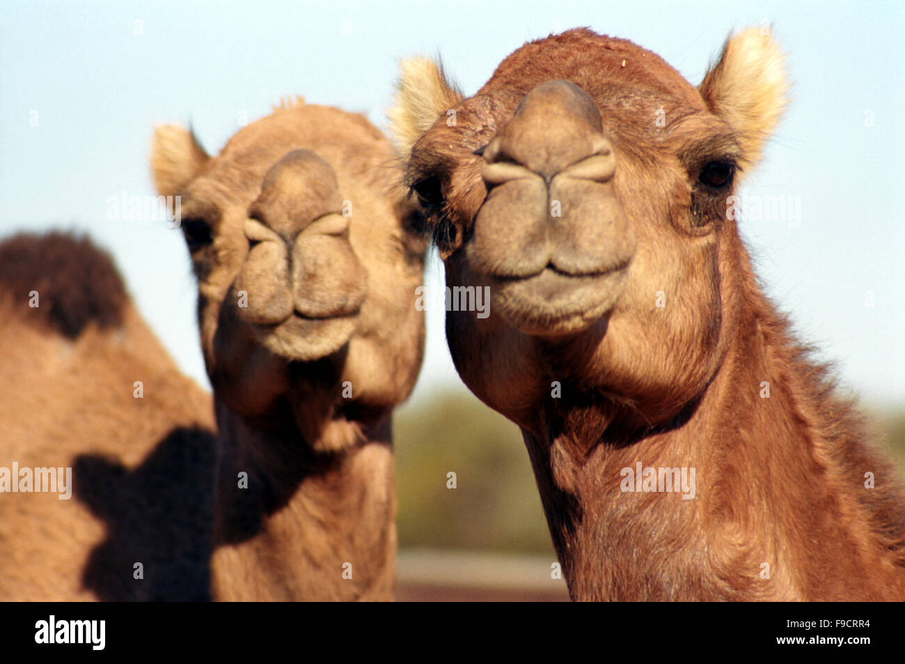 Australian camels hi-res stock photography and images - Alamy