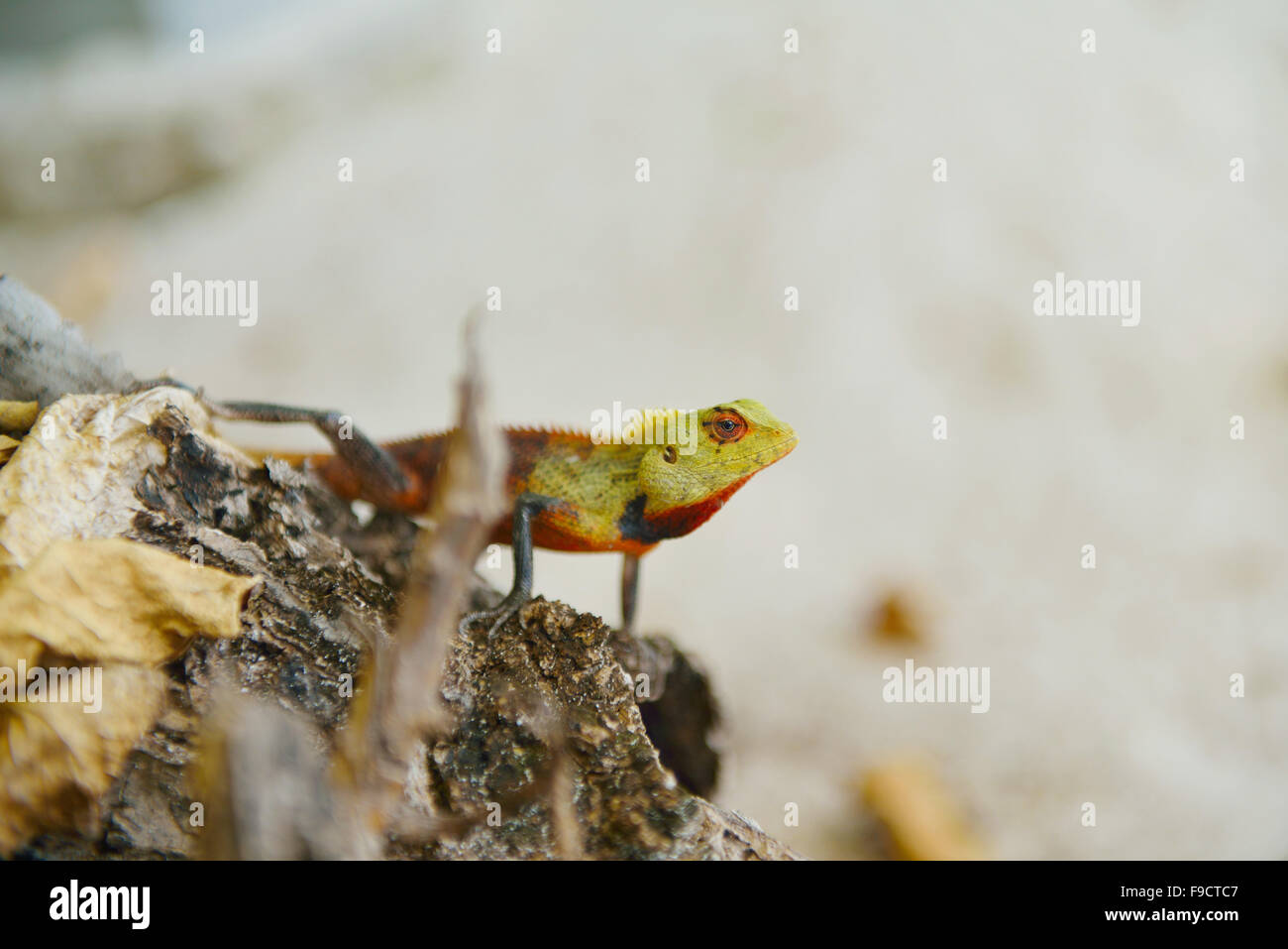 tropical chameleon wild life animal in nature Stock Photo - Alamy