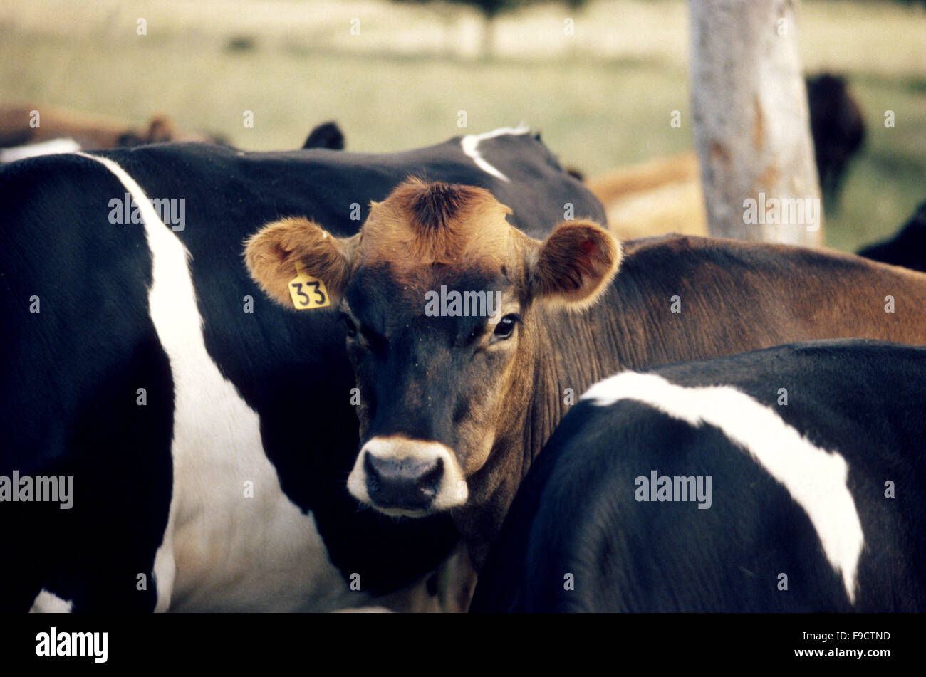 New zealand drove of cattle hi-res stock photography and images - Alamy