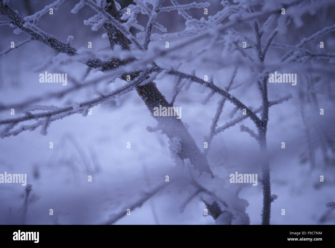 Stemlets hi-res stock photography and images - Alamy