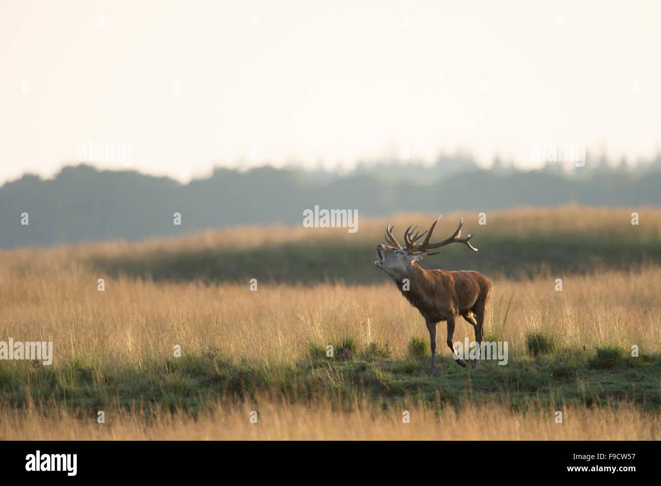 Red Deer / Rothirsche ( Cervus elaphus ) in rut on wide open grassland ...