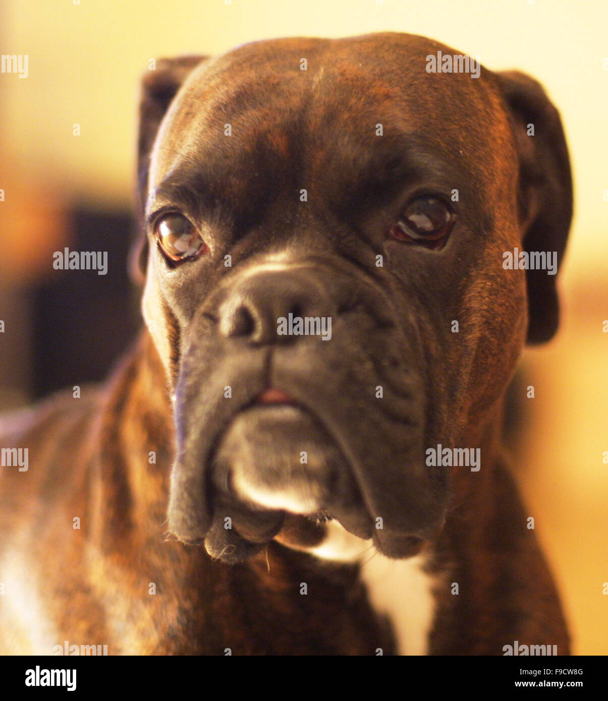 Sad animals faces hi-res stock photography and images - Alamy