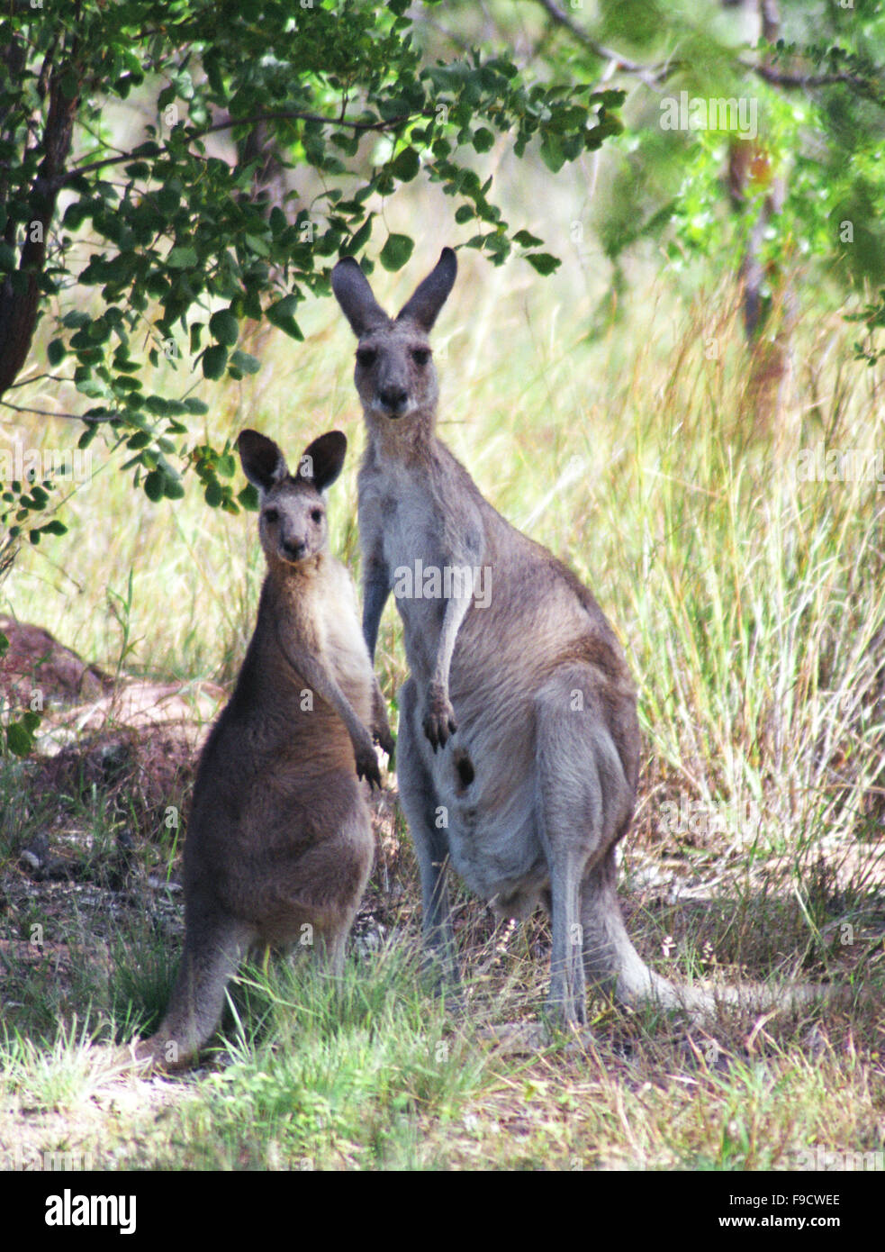 Family of kangaroos hi-res stock photography and images - Alamy