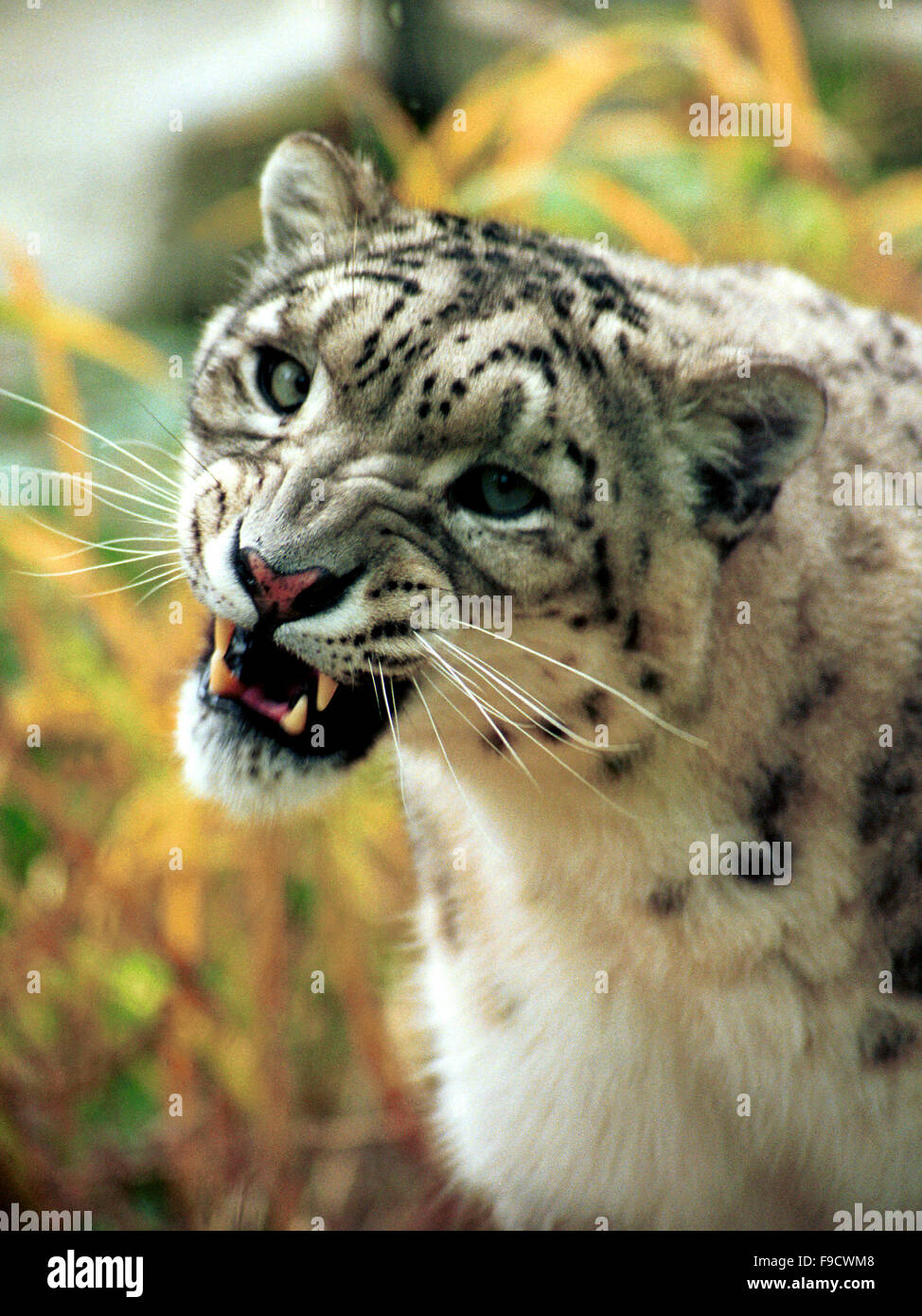 Jaguar roaring teeth hi-res stock photography and images - Alamy