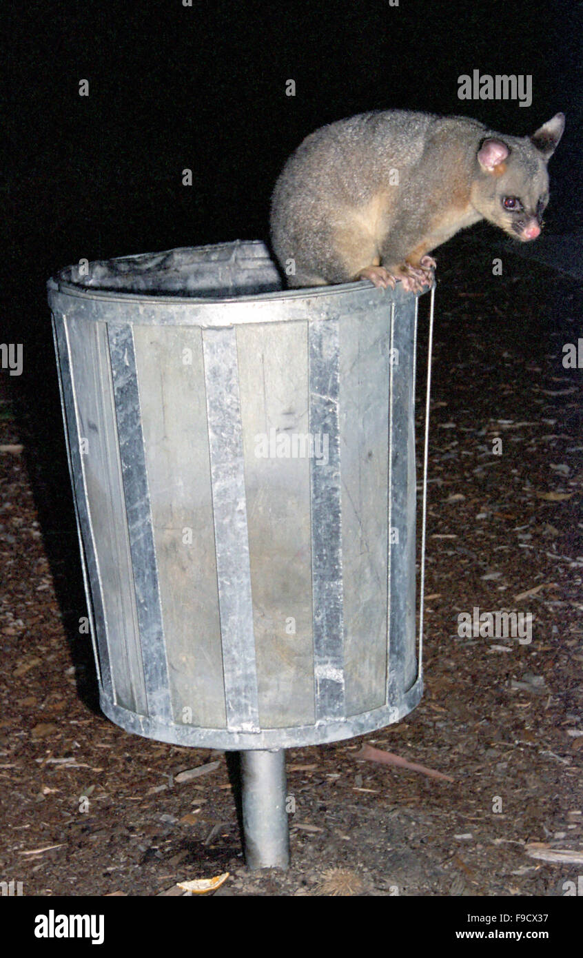 Urban possums australia hi-res stock photography and images - Alamy
