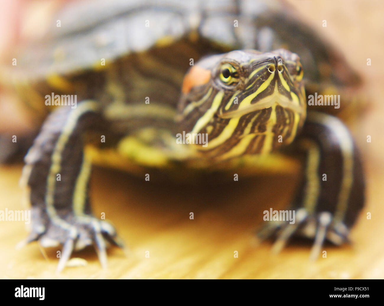 Detail of Turtle's Body Stock Photo - Alamy