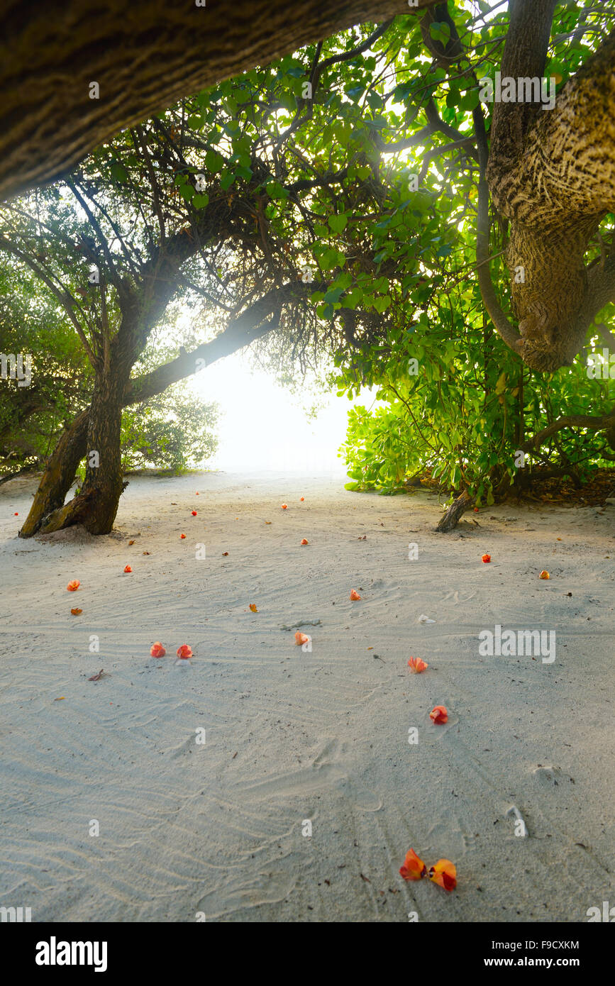 tropical beach nature landscape scene with white sand at summer Stock ...