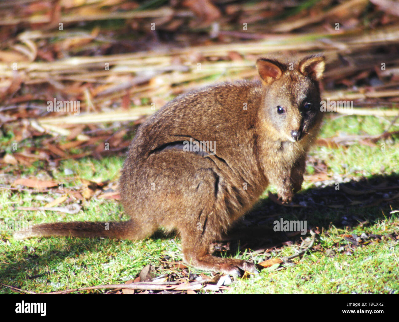 Pademelons High Resolution Stock Photography and Images - Alamy