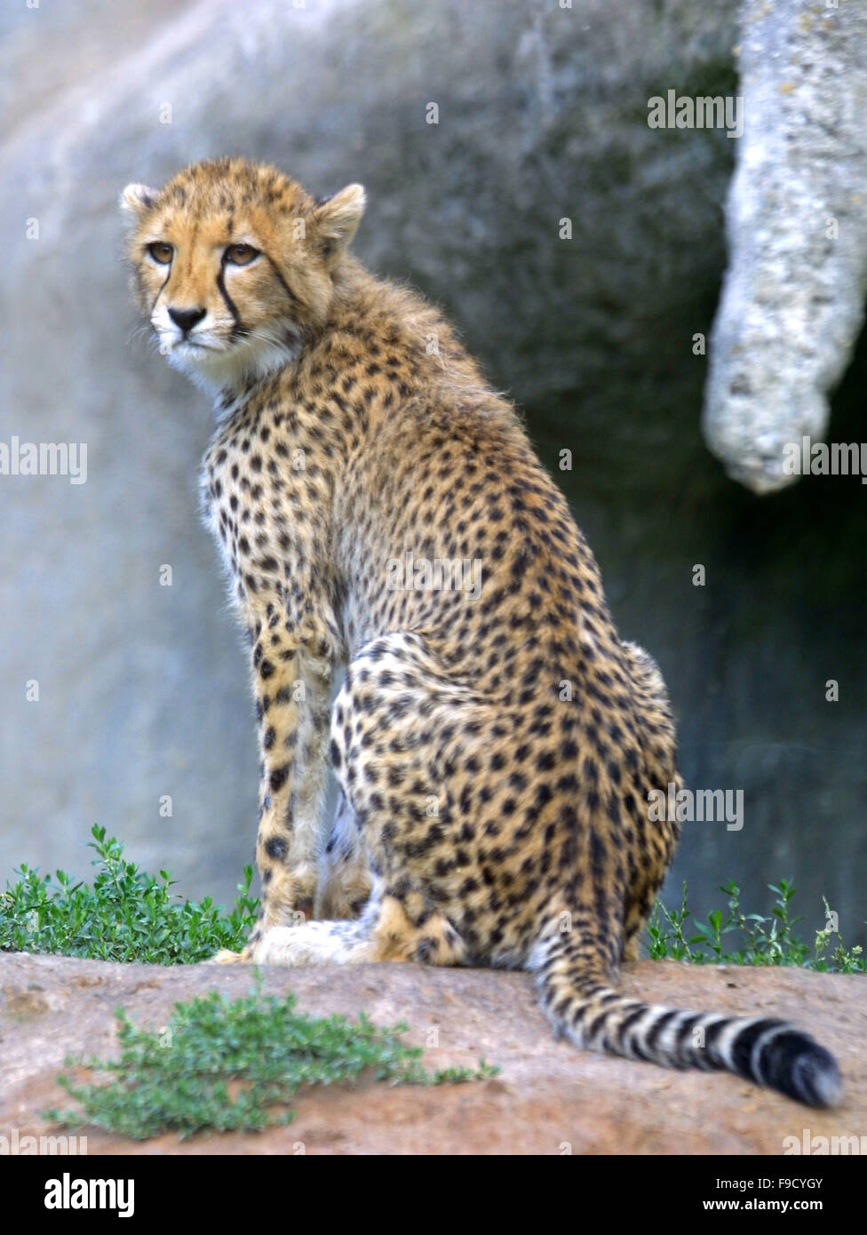 Animal World - Gepard Stock Photo - Alamy