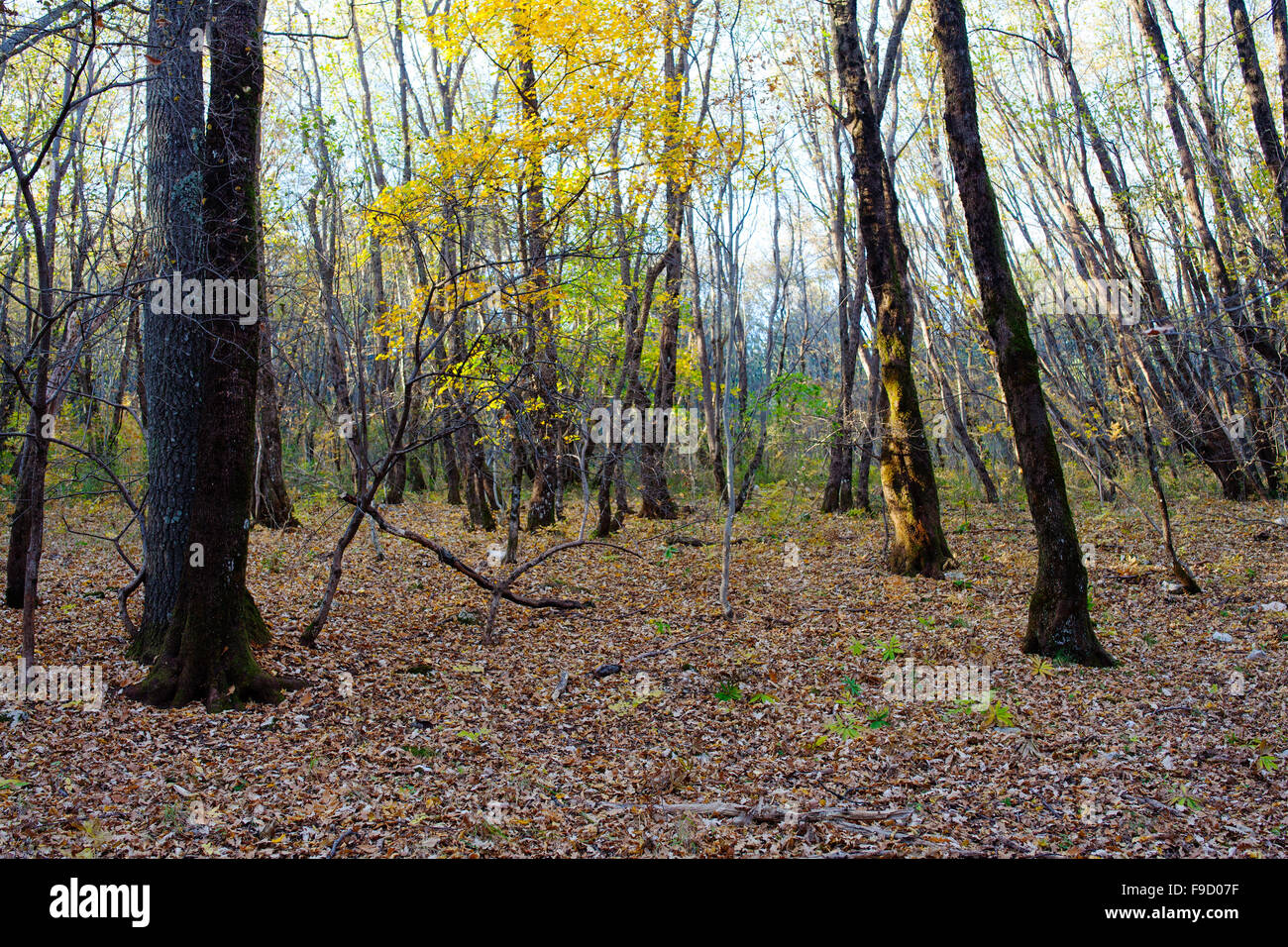 View of trees in the karst countryside Stock Photo - Alamy