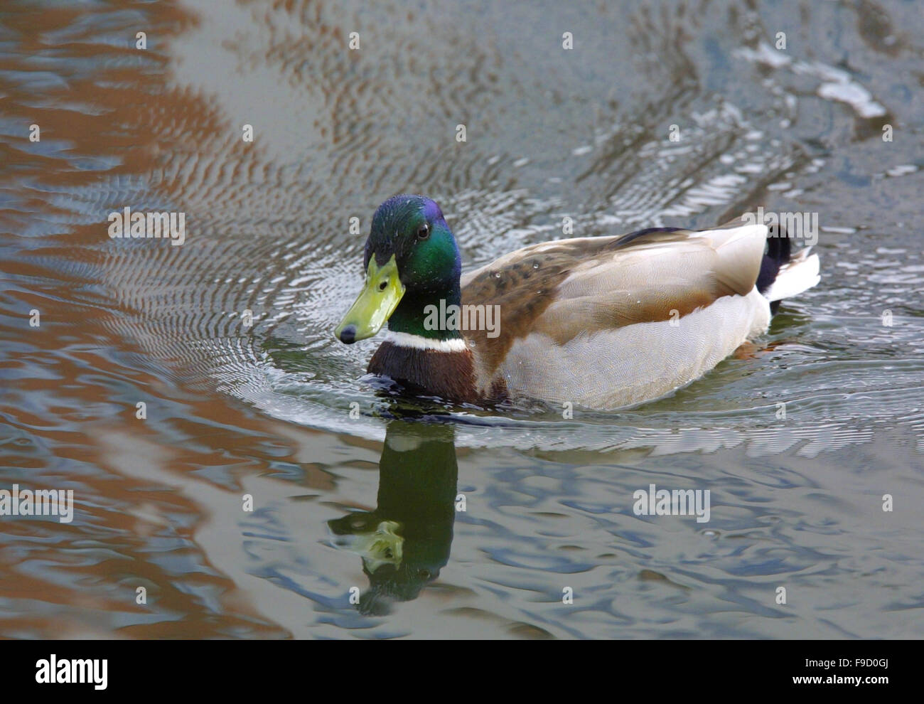 Reflection of Swimming Duck Stock Photo - Alamy