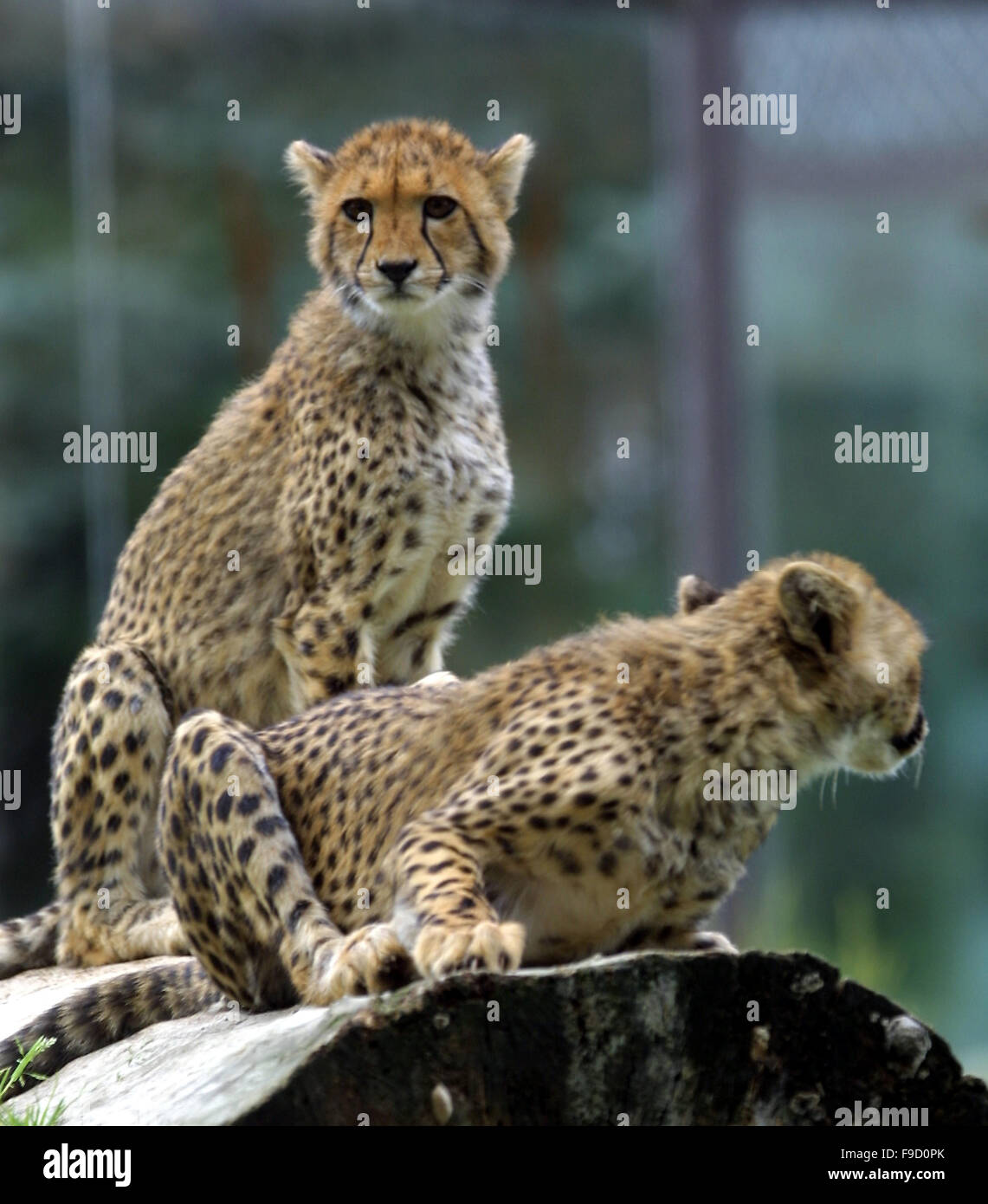 Animal World Gepard Nature High Resolution Stock Photography and Images ...