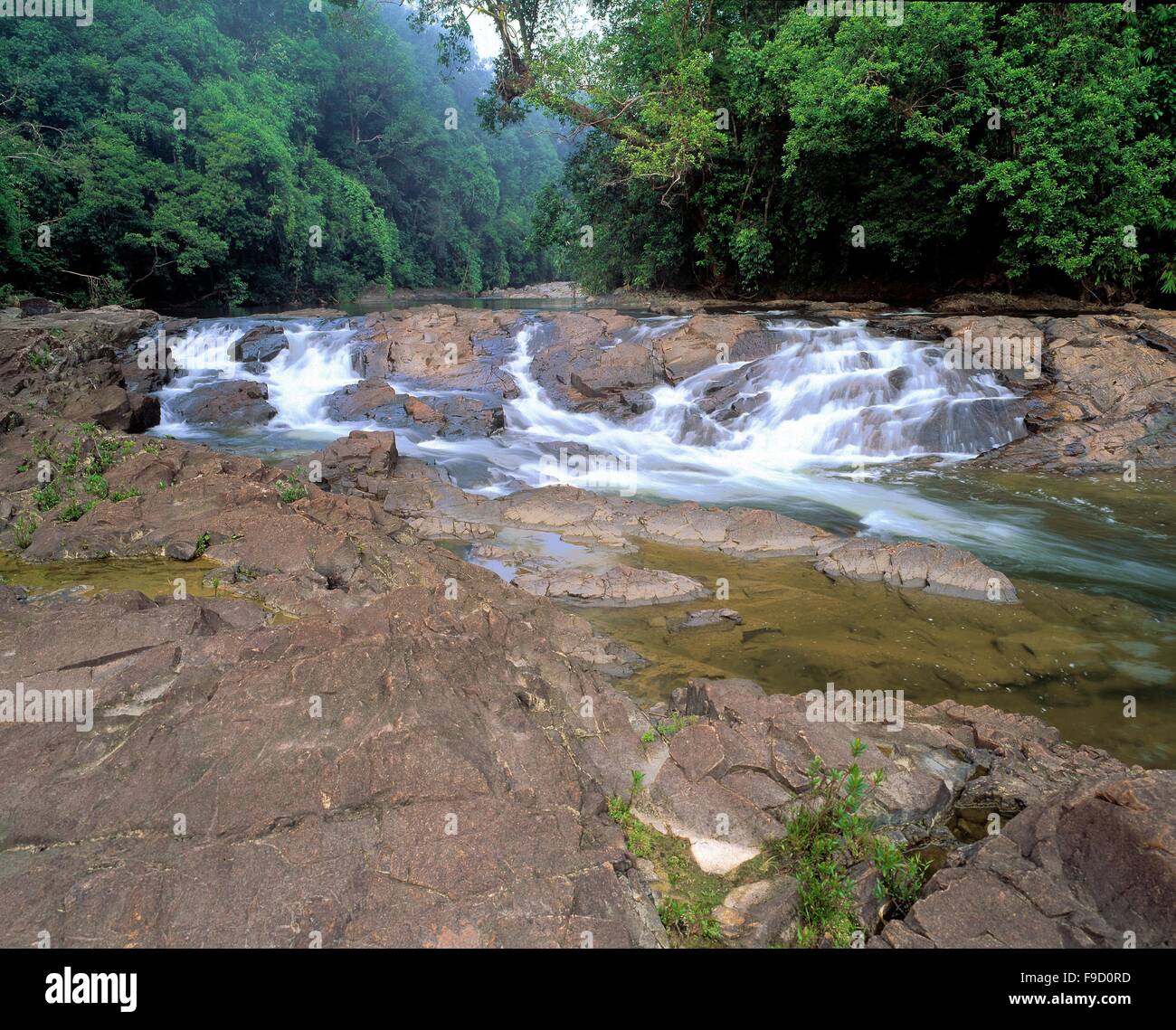 Rainforest, Endau Rompin National Park, Malaysia Stock Photo - Alamy