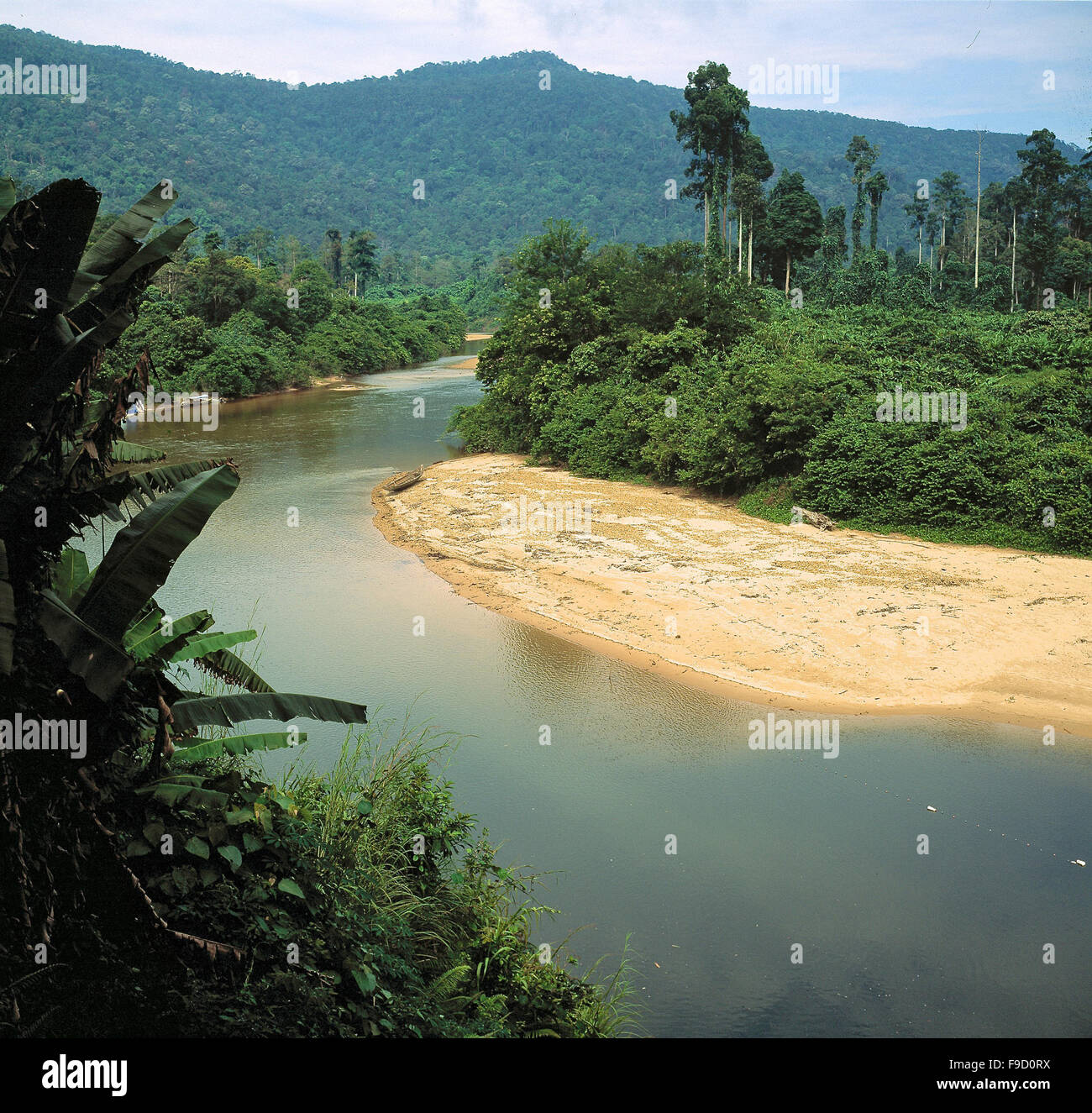 Rainforest, Endau Rompin National Park, Malaysia Stock Photo - Alamy