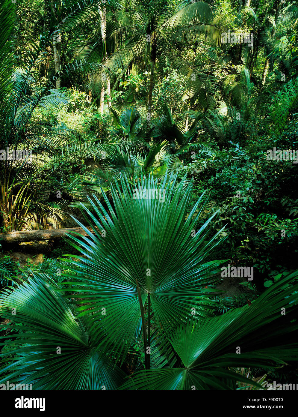Inside Rainforest, paninsula Malaysia Stock Photo - Alamy