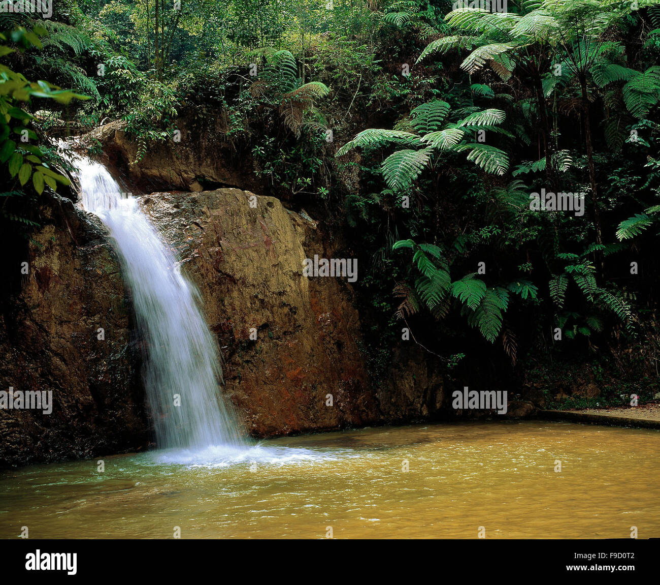 Fraser Hills, Rainforest, In Peninsular Malaysia Stock Photo - Alamy