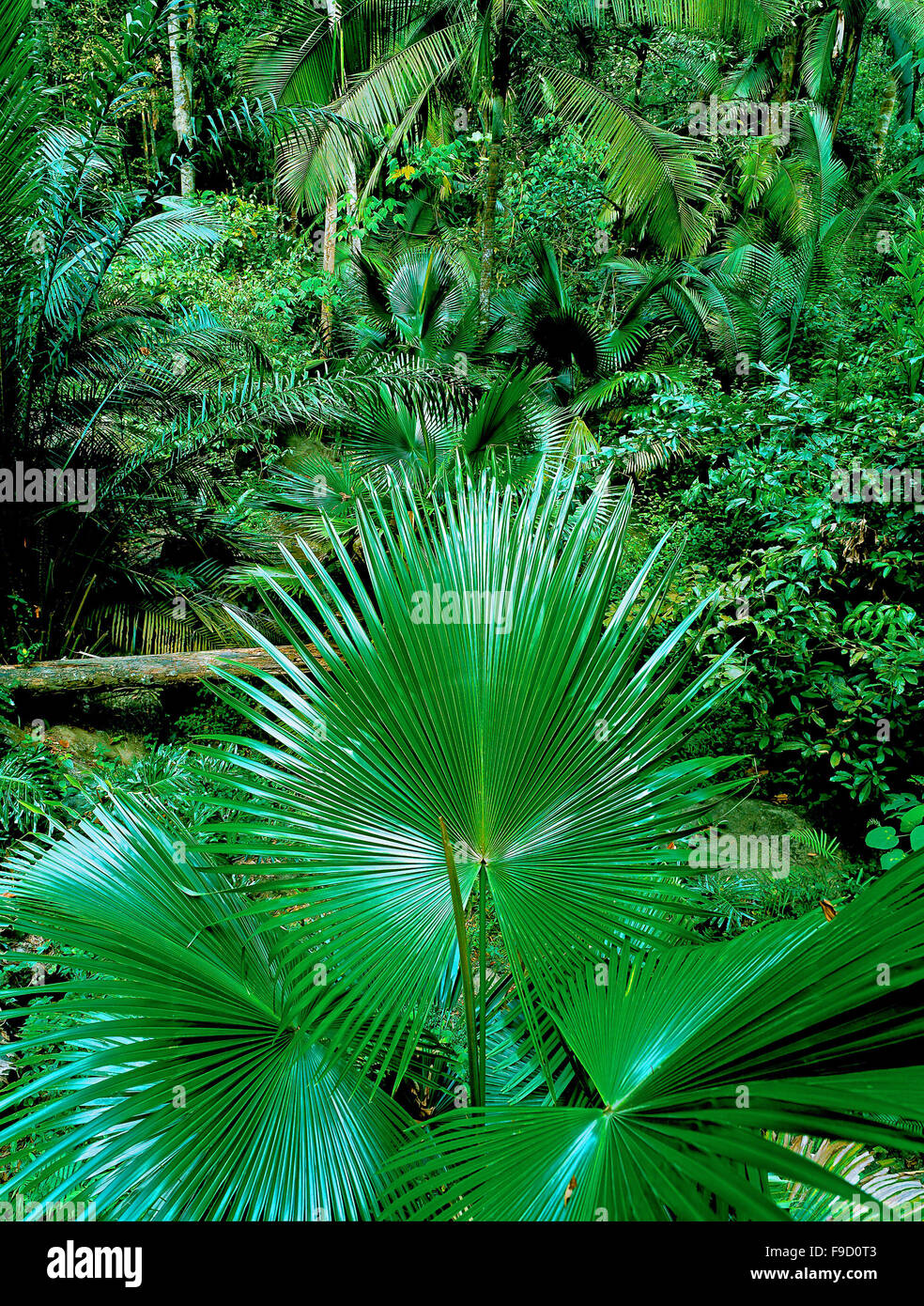 Inside Rainforest, paninsula Malaysia Stock Photo - Alamy