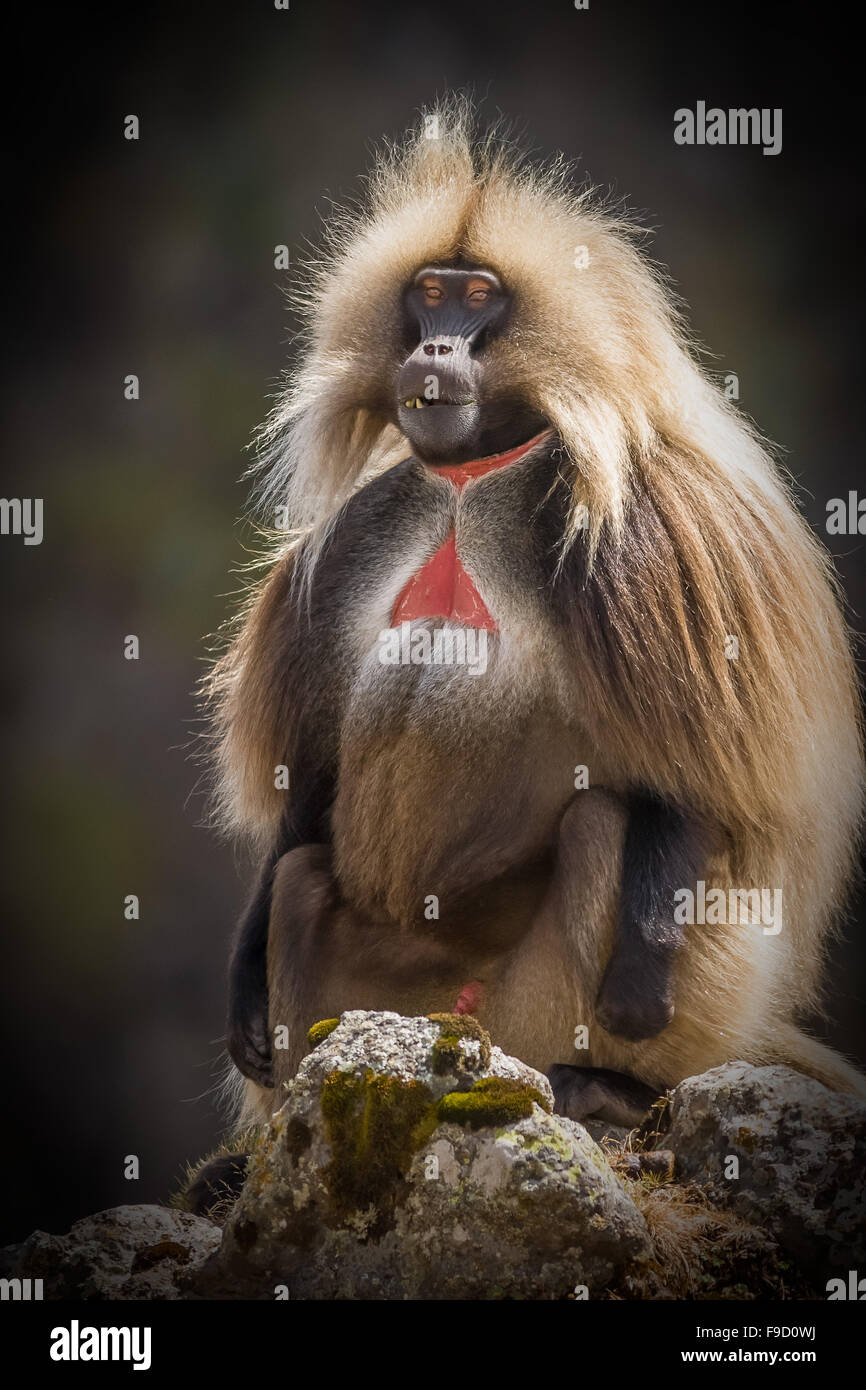 Gelada hi-res stock photography and images - Alamy