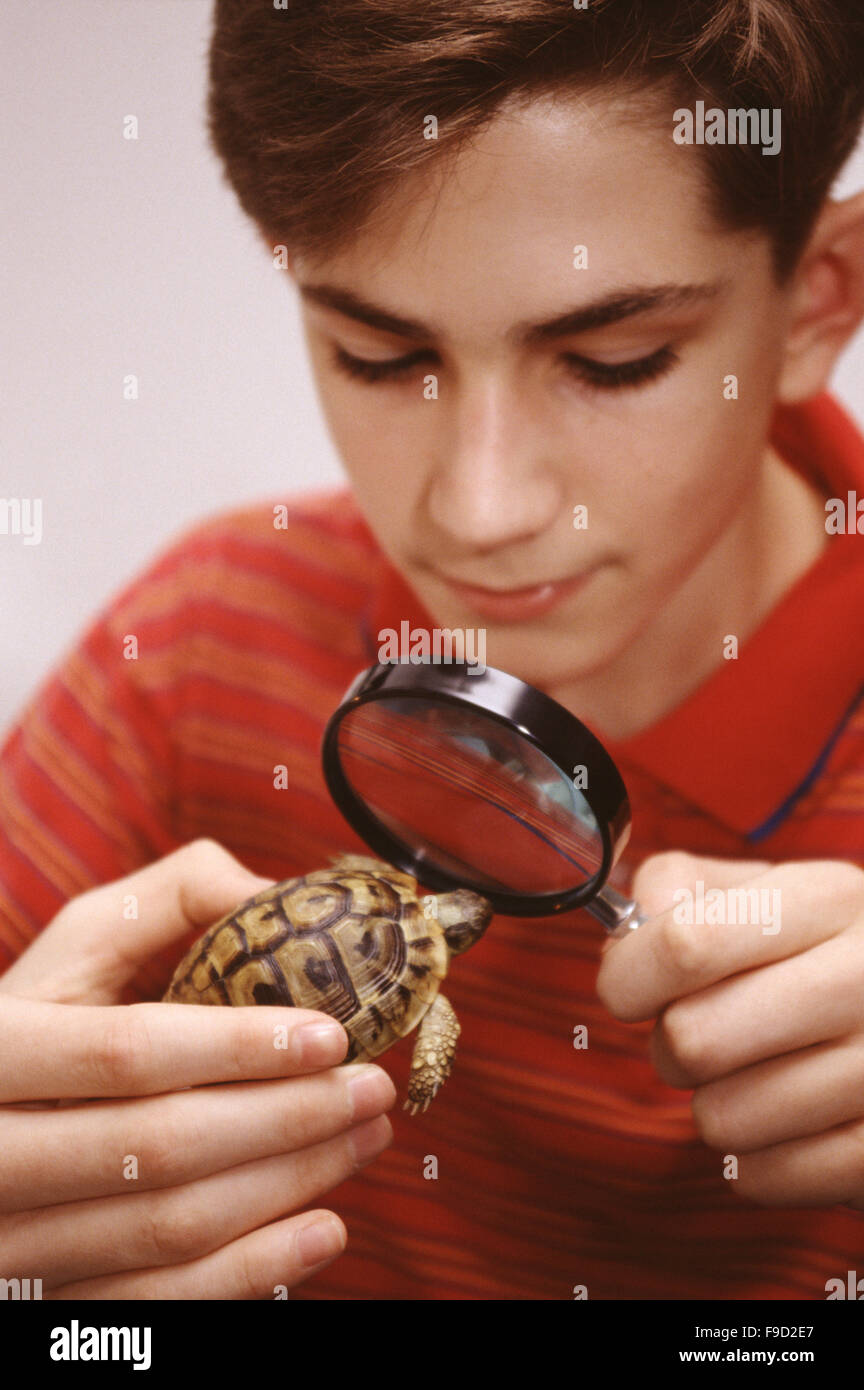 Young man studying a turtle Stock Photo - Alamy