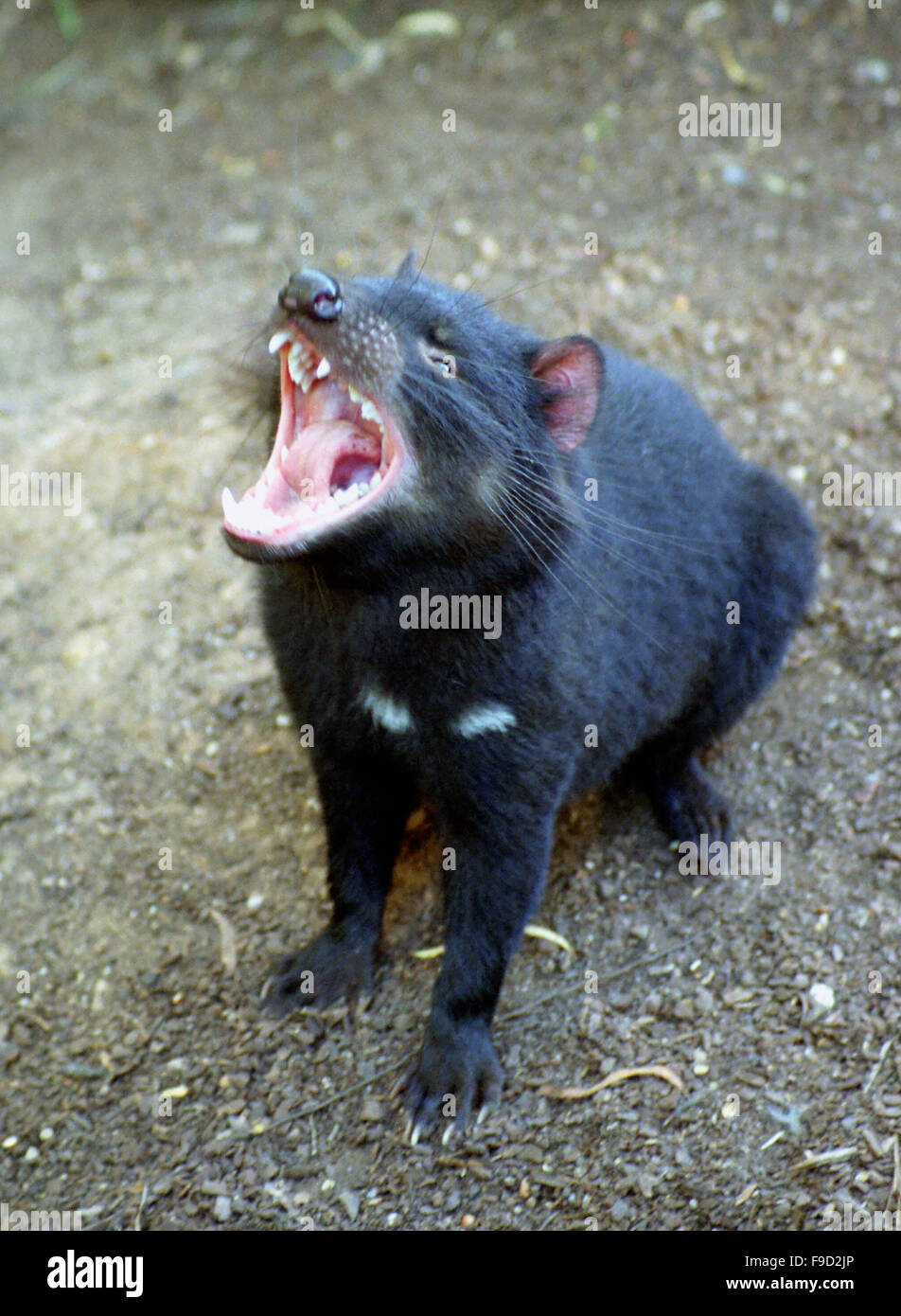 Animal World in Australia - Tasmanian Devil Stock Photo - Alamy