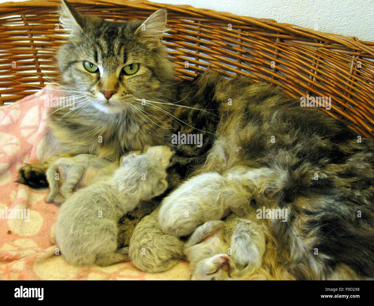 Cat with kittens Stock Photo - Alamy