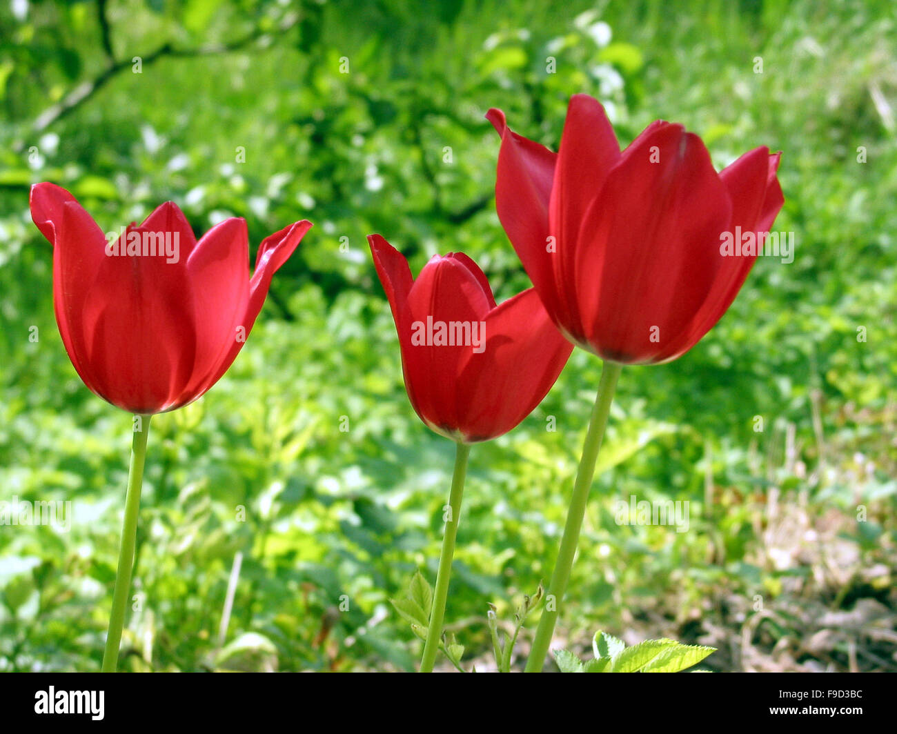 Three Red Tulips Stock Photo - Alamy