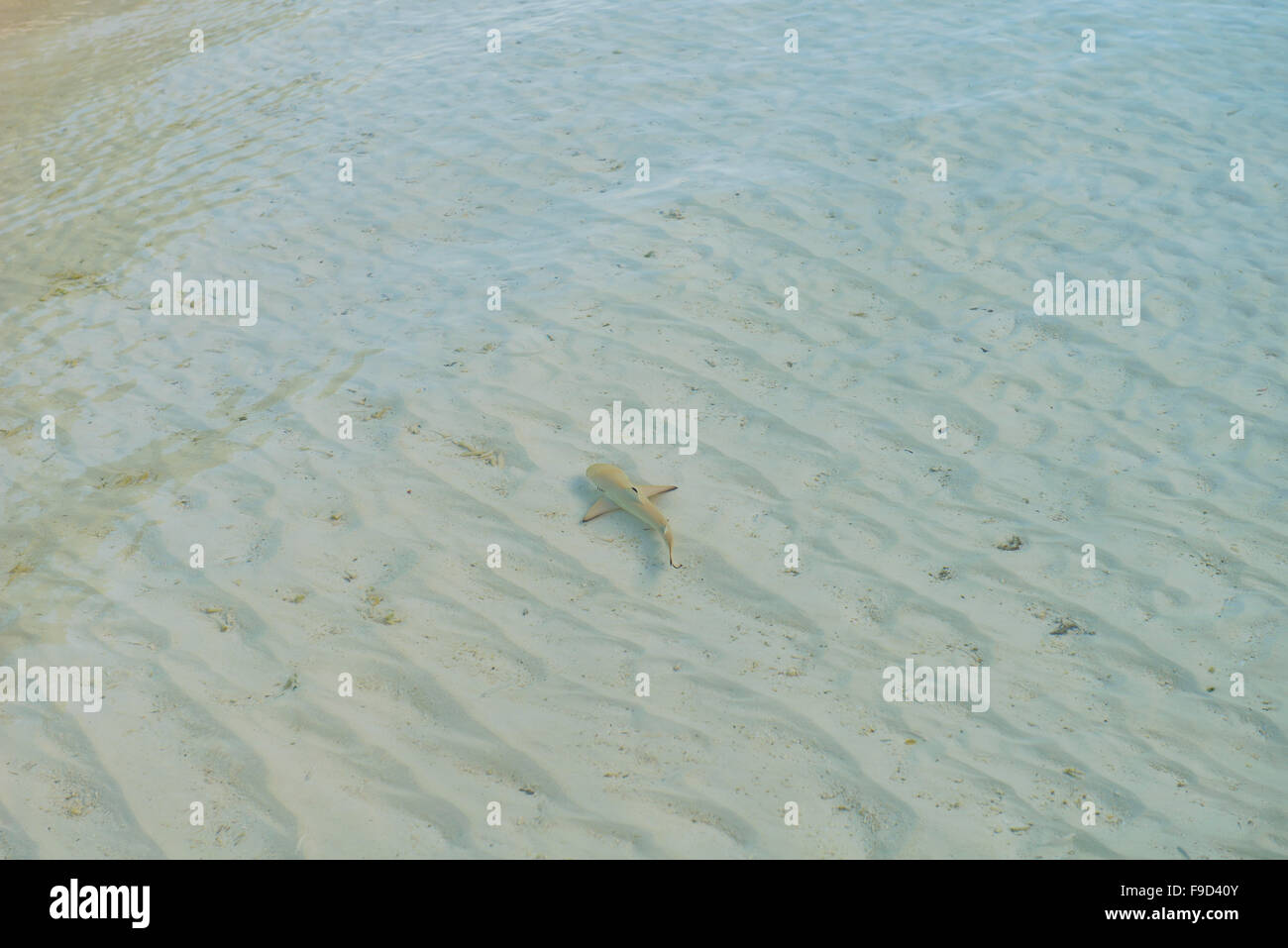 Shad fish underwater hi-res stock photography and images - Alamy