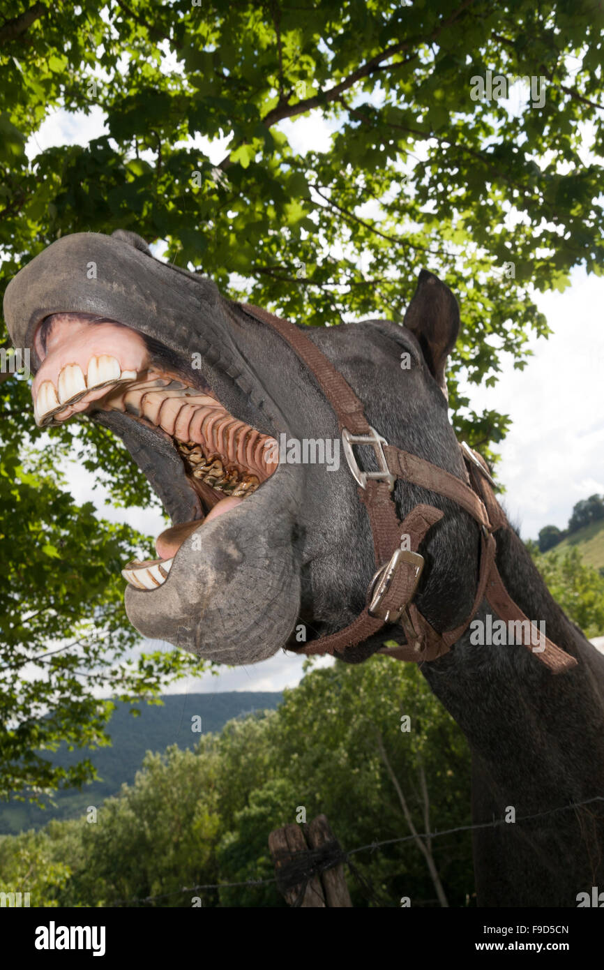 Horse screaming & laughing Stock Photo - Alamy