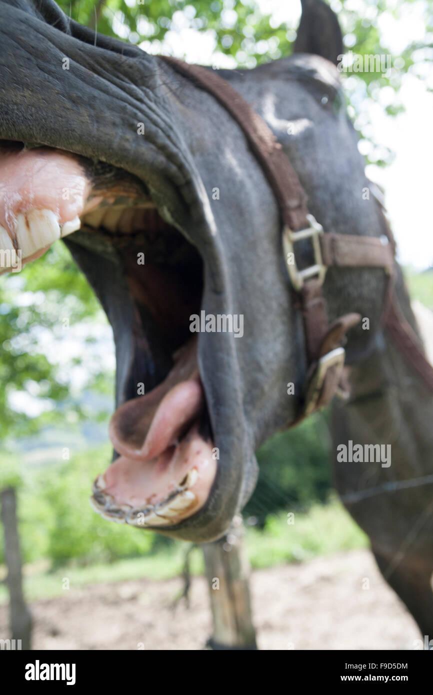 Horse screaming & laughing Stock Photo - Alamy