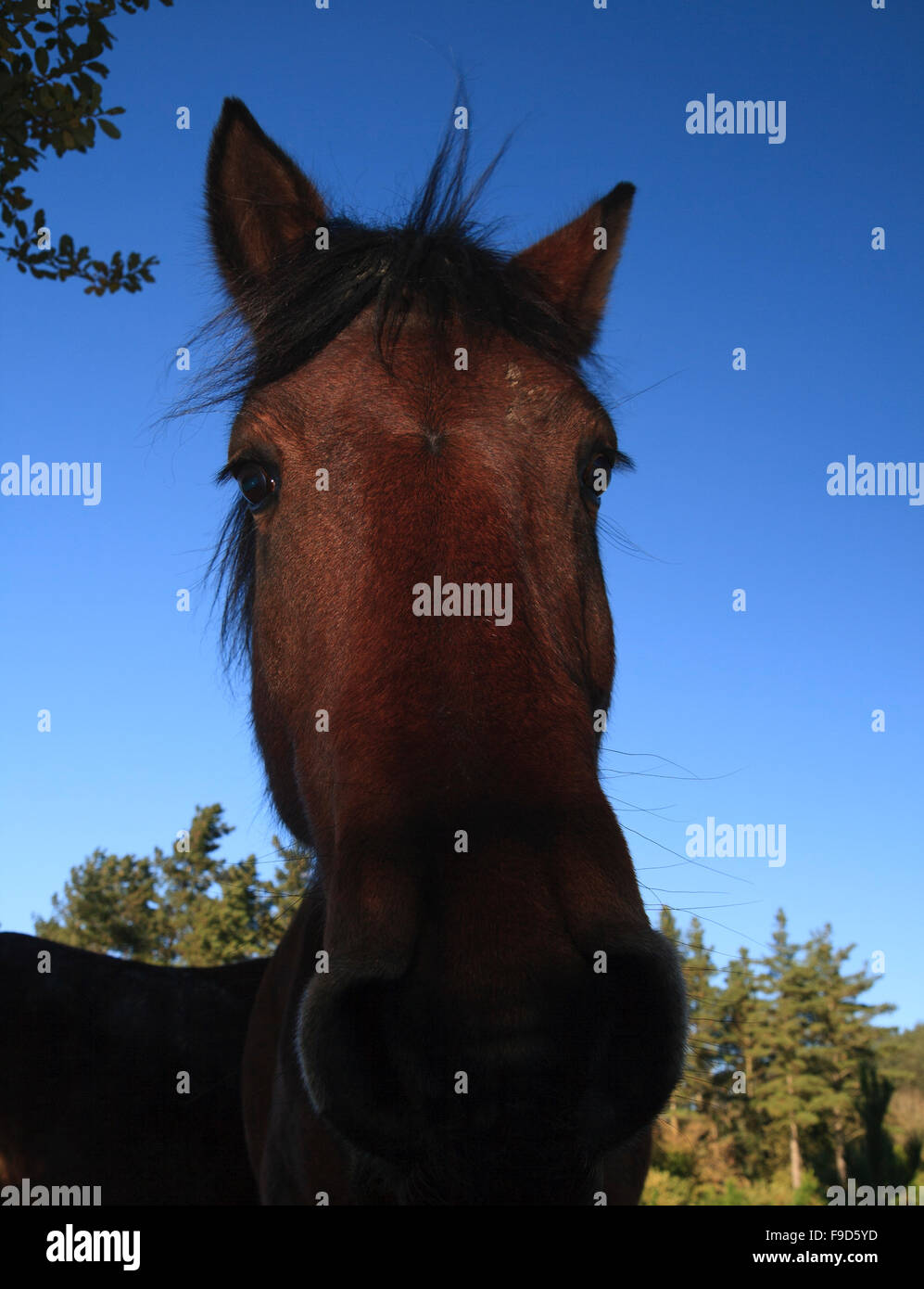 Face on wild foal hi-res stock photography and images - Alamy