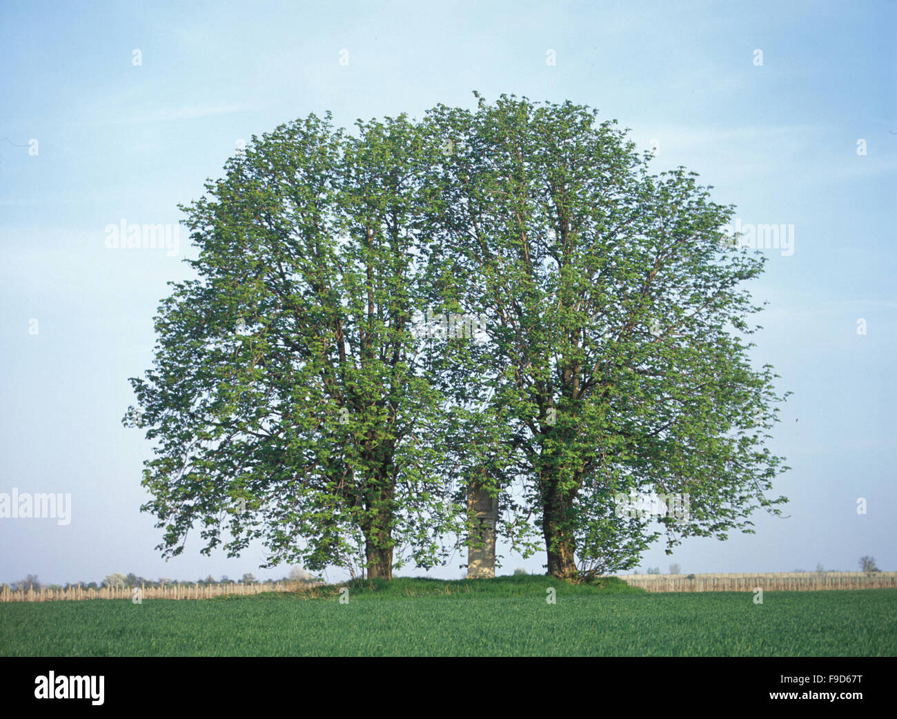 Two trees (Slovakia Stock Photo - Alamy