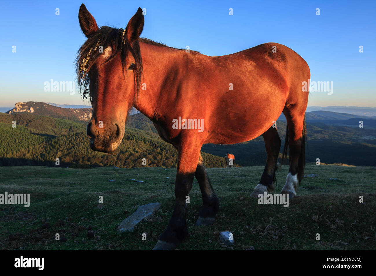 Red night horse hi-res stock photography and images - Alamy