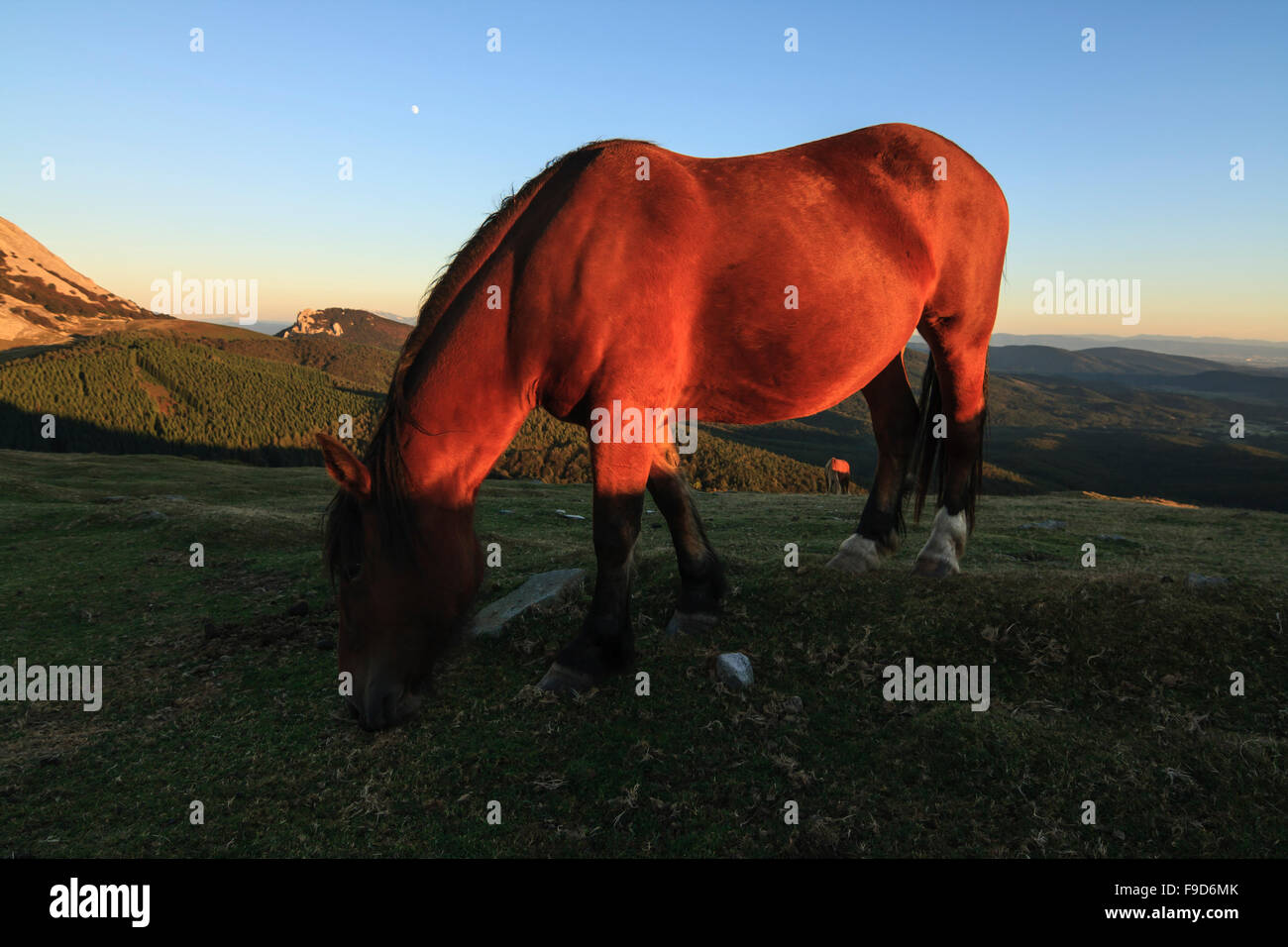 Red night horse hi-res stock photography and images - Alamy