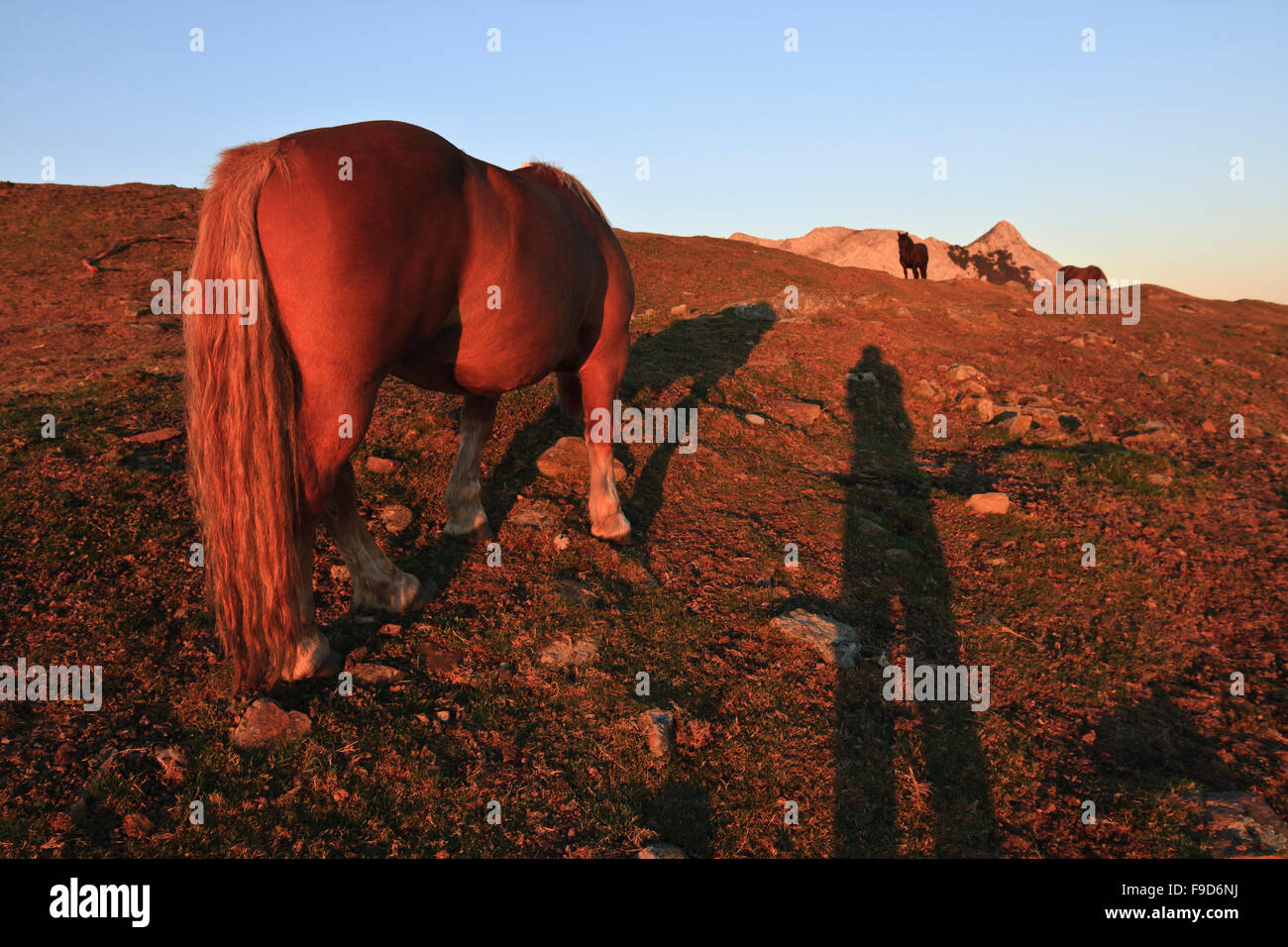 Red horse at sunset Stock Photo - Alamy