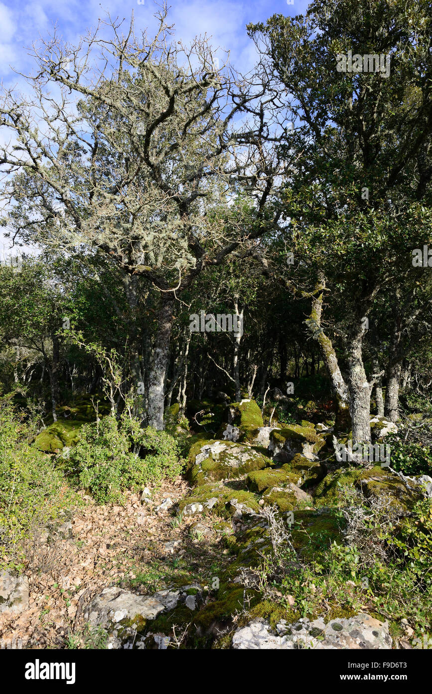 Basalt plateau hi-res stock photography and images - Alamy