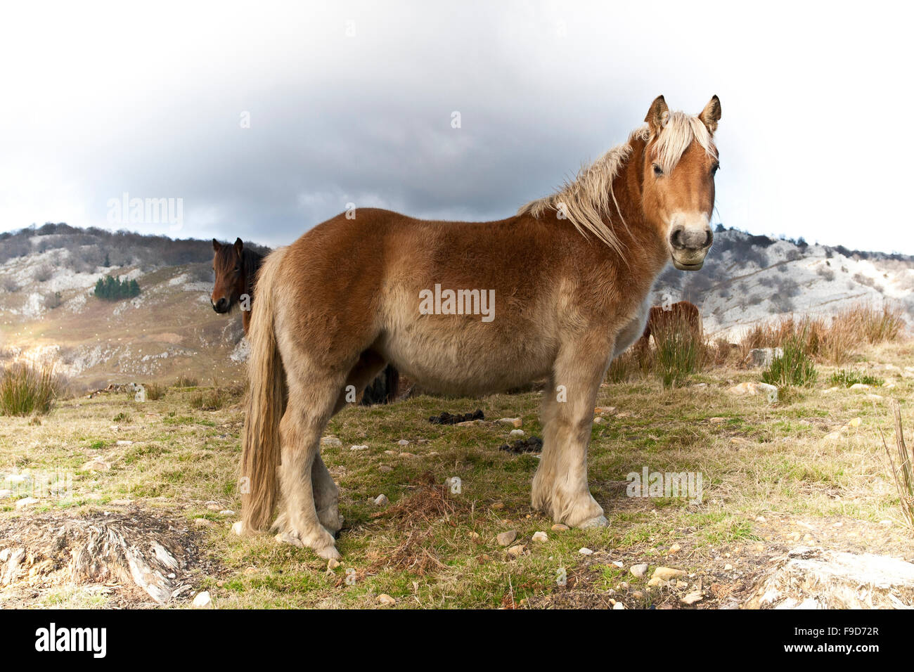 Horse in Akalarra meadows, Basque Country Stock Photo - Alamy